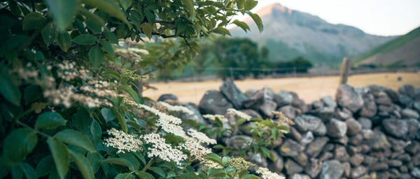 Foraging Guide: Elderflower | How to Identify Elderflower | WildBounds
